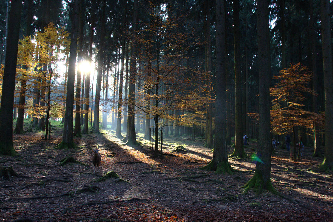 Wildpark Poing, Germany by Meret-Kofmehl on DeviantArt