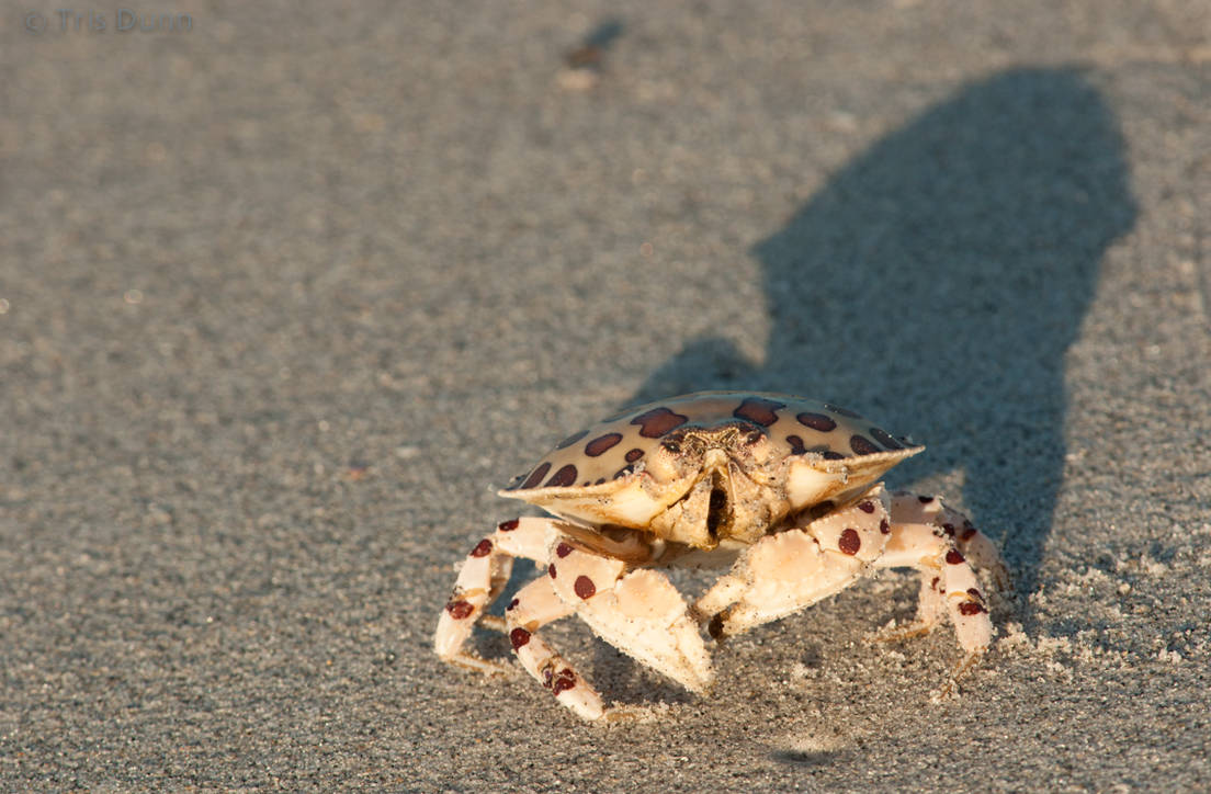 Calico Box Crab by Pinedrop on DeviantArt