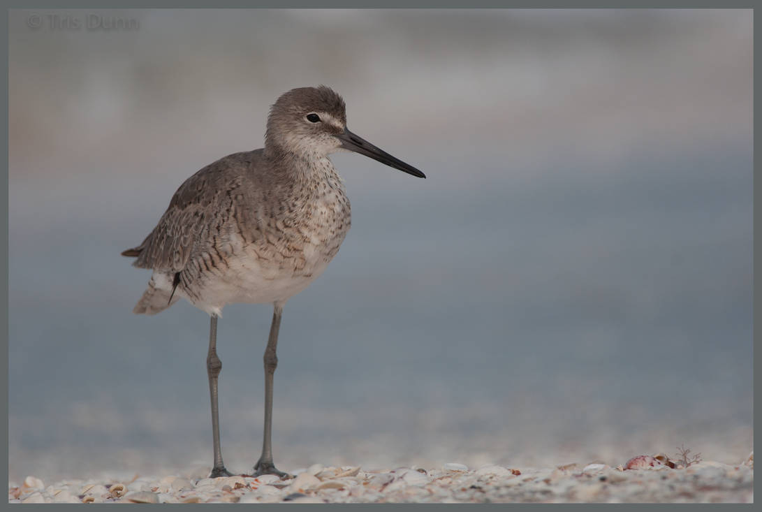 Beachcomber by Pinedrop on DeviantArt