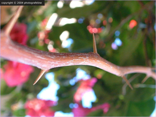 thorns by crucifiedmermaid on DeviantArt