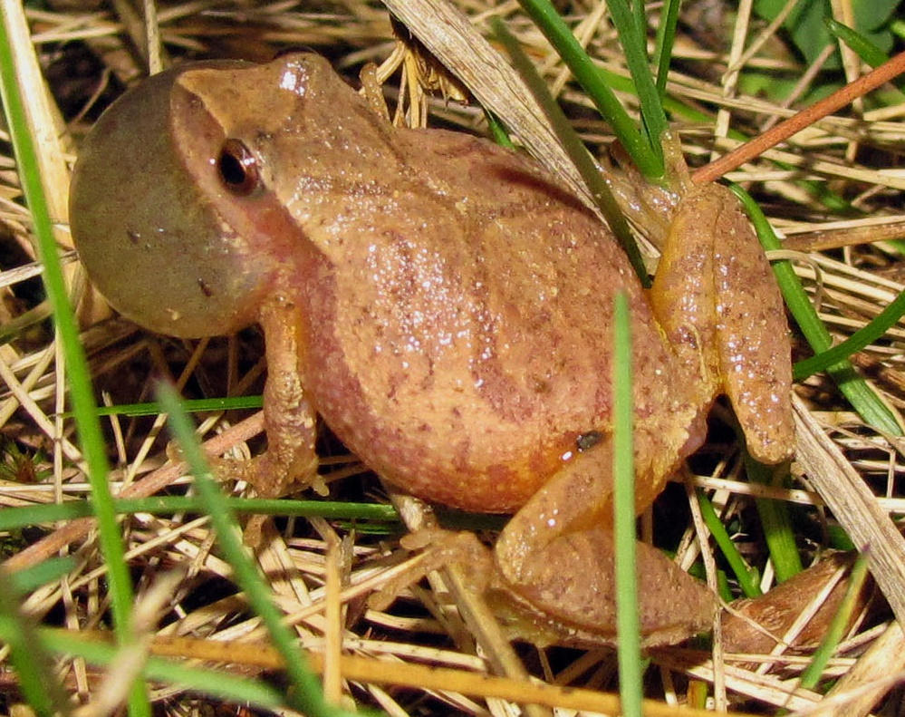 Spring Lullaby by Barosus on DeviantArt