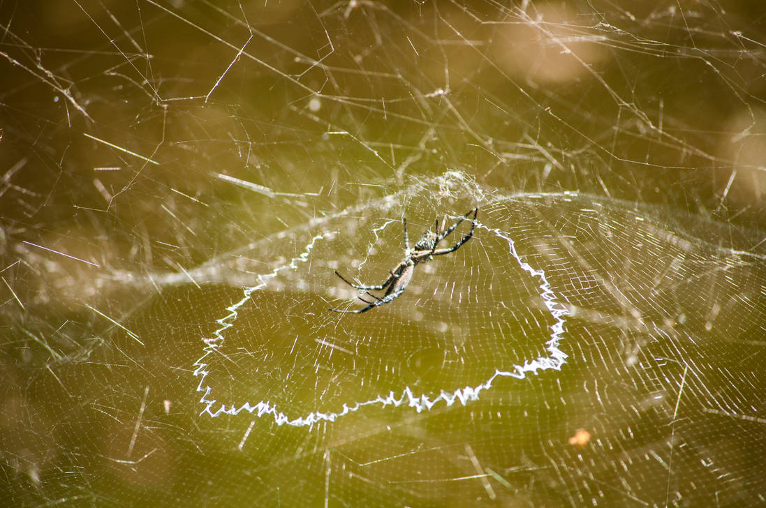 Magical Spider by lnewm11 on DeviantArt