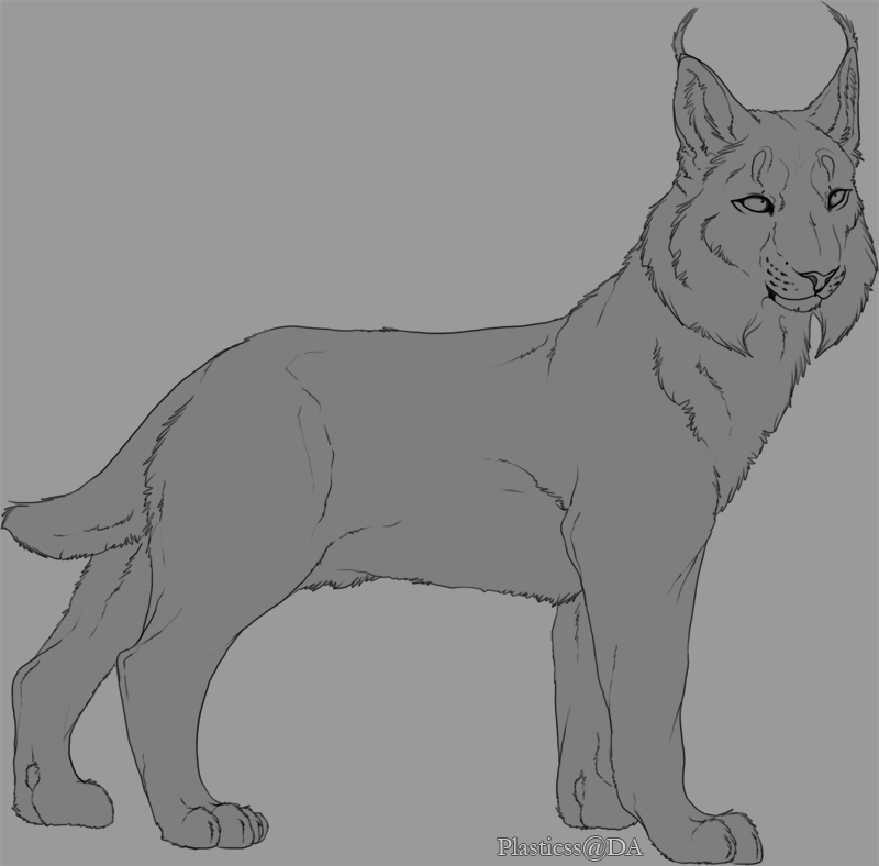 V.2 Eurasian Lynx lineart by Plasticss on DeviantArt