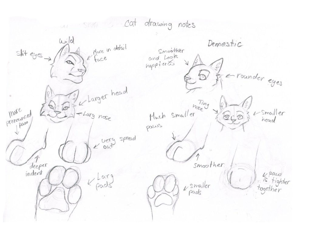 reference page for cats by XElitaX on DeviantArt