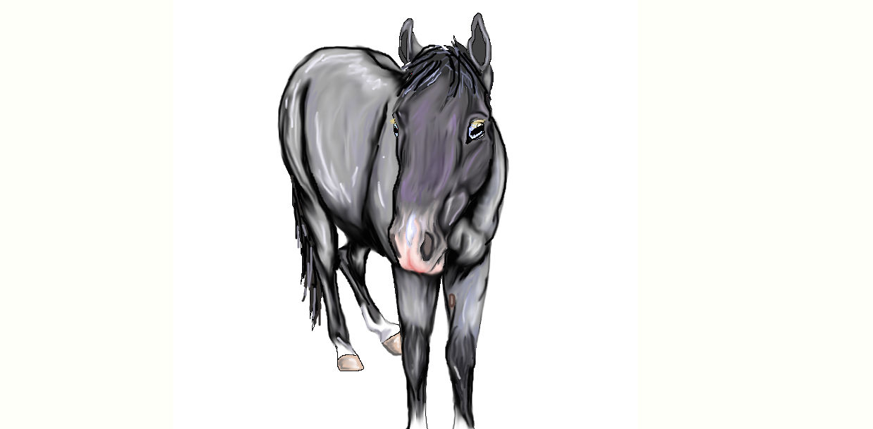 Blue Roan by horsebackrider200 on DeviantArt