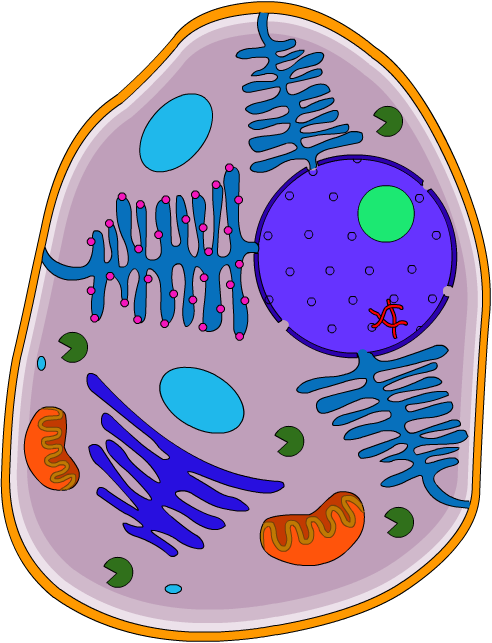 ANIMAL CELL. by saima1ssh on DeviantArt