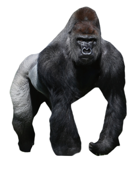Bananas - Gorilla TF/TG [FtM] [Commission] by Roundabbout on DeviantArt