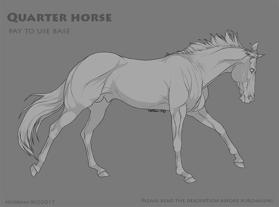 Quarter Horse Sketches
