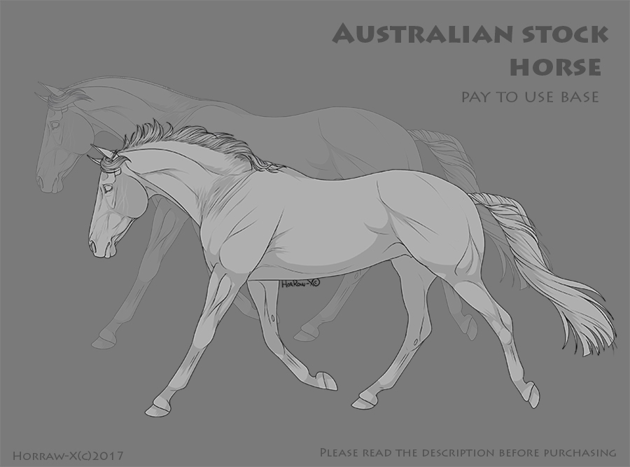 Australian stock horse |P2U BASE| by HorRaw-X on DeviantArt