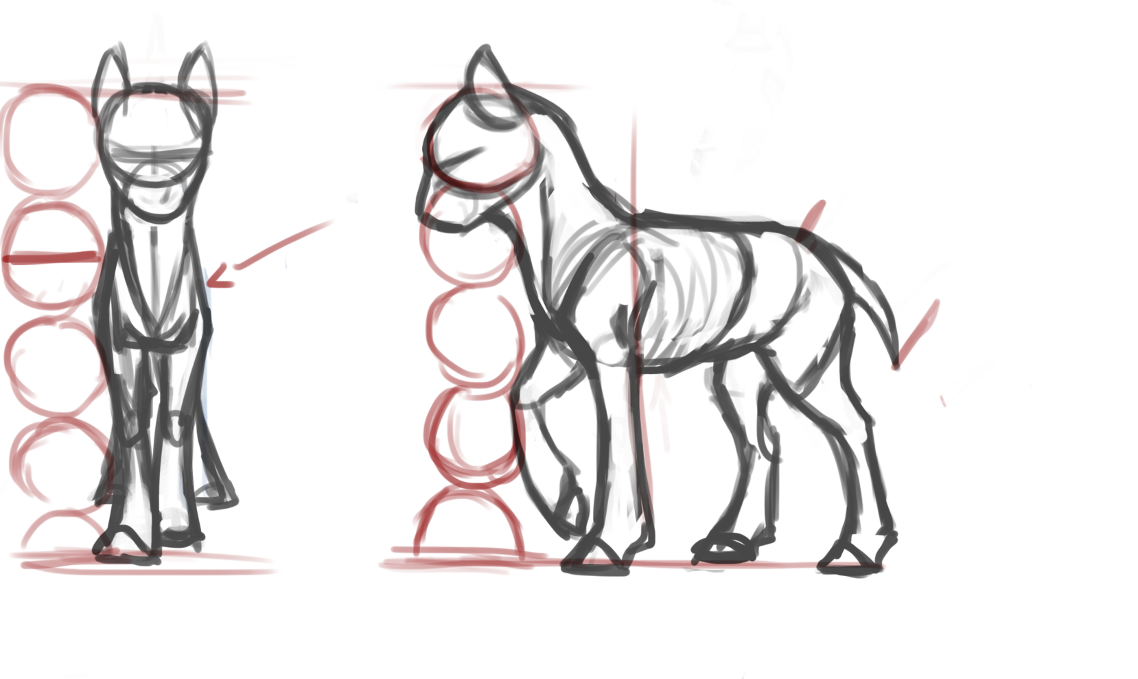 Pony anatomy, Earth pony by TurnipStewdios on DeviantArt