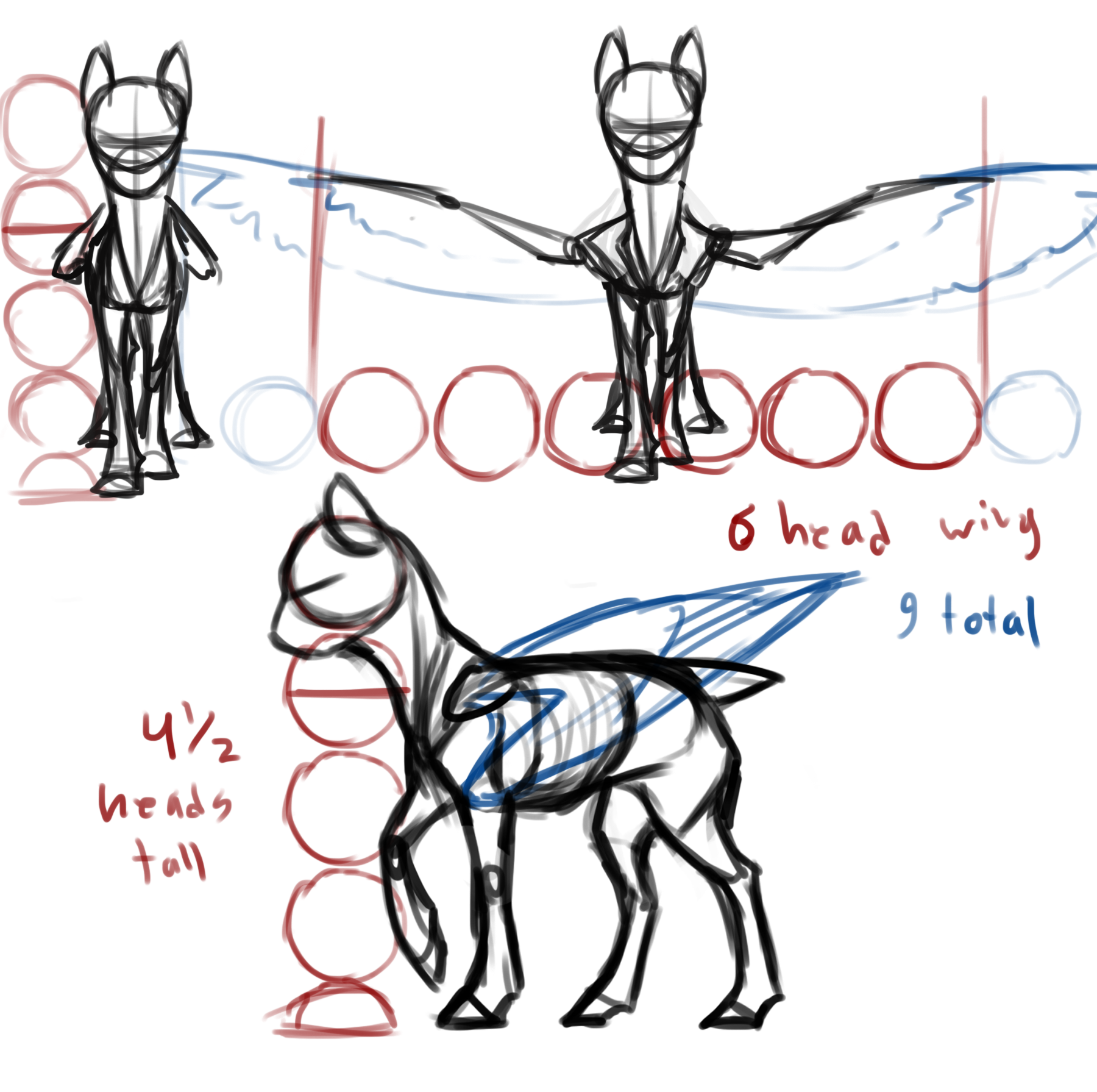 Pony anatomy: Pegasus by TurnipStewdios on DeviantArt