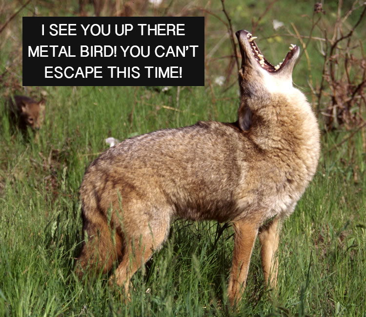 Angry Coyote
