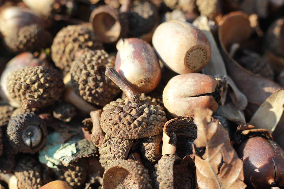 Acorns by boredjerry on DeviantArt