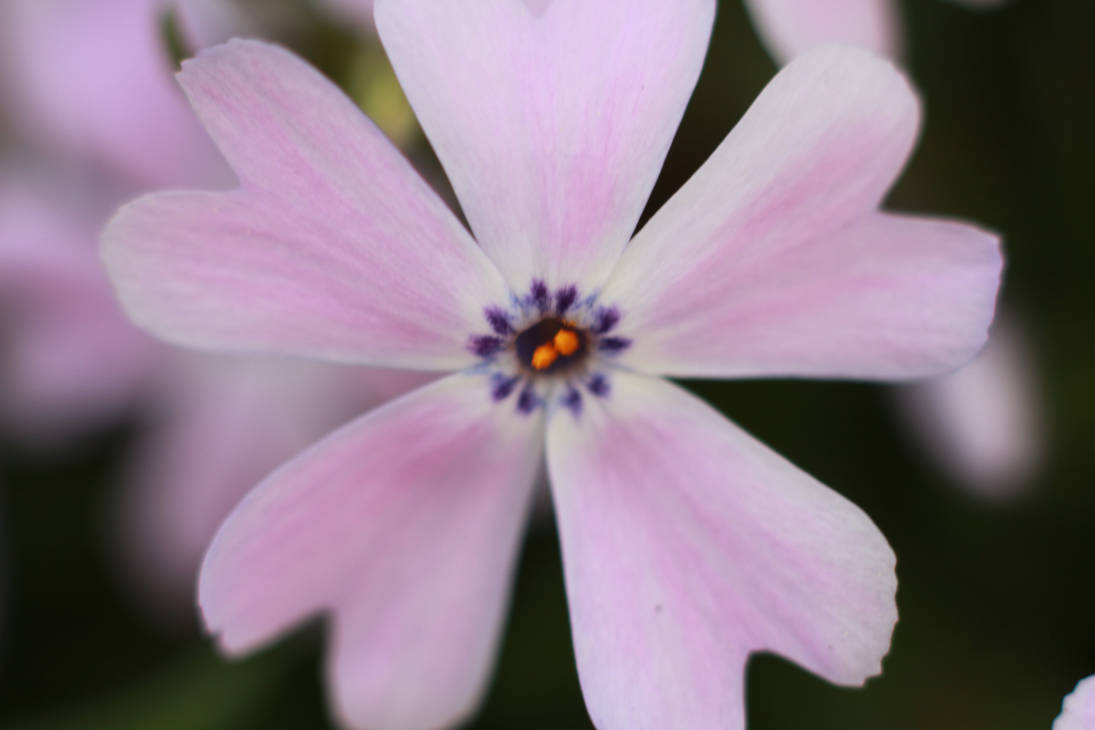 vee the very nice smelling flower by boredjerry on DeviantArt