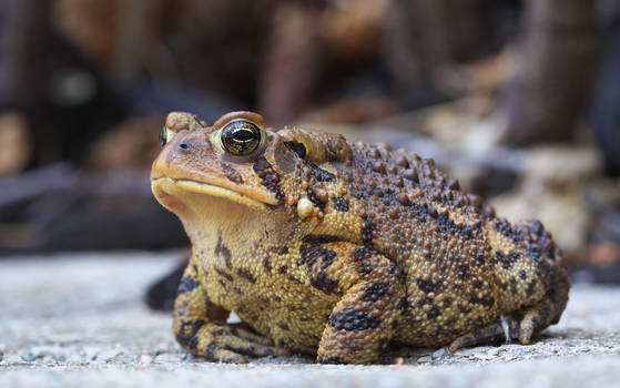 toadisthetoad User Profile | DeviantArt