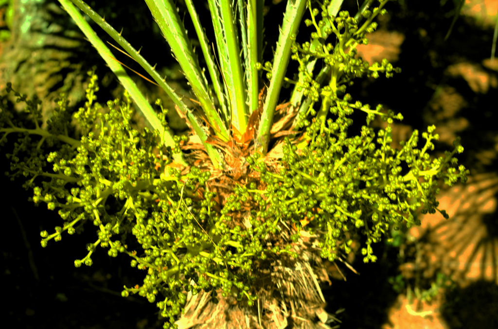 palm ? by flety007 on DeviantArt