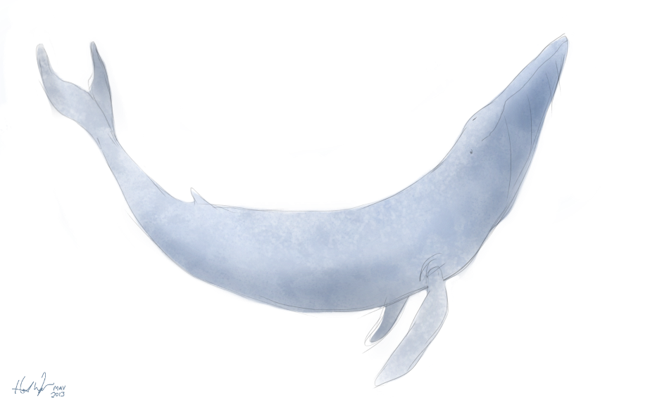 Whalee by PrimaryD on DeviantArt