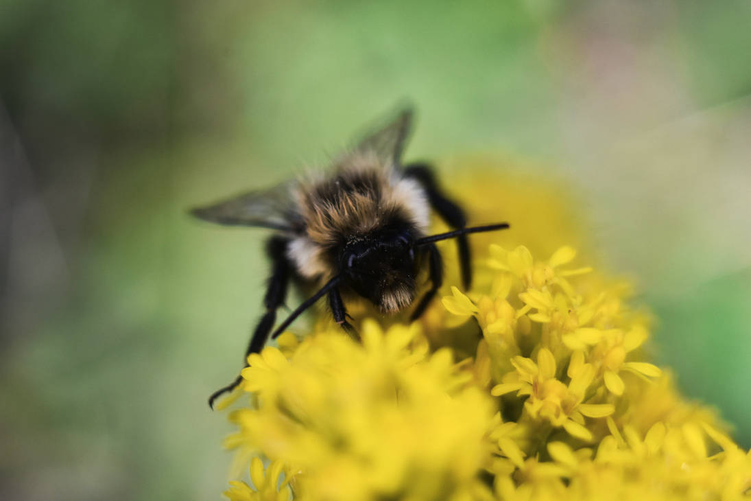 Another Bumble Bee by wishmakingfairy on DeviantArt