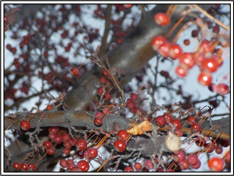 Berry Tree 2 by BuryMeInBlack001 on DeviantArt