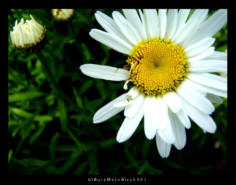 Daisy IV by BuryMeInBlack001 on DeviantArt