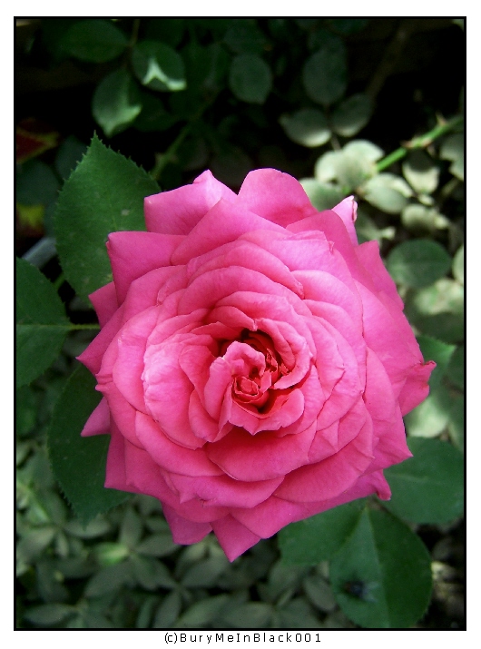 Pink Rose by BuryMeInBlack001 on DeviantArt