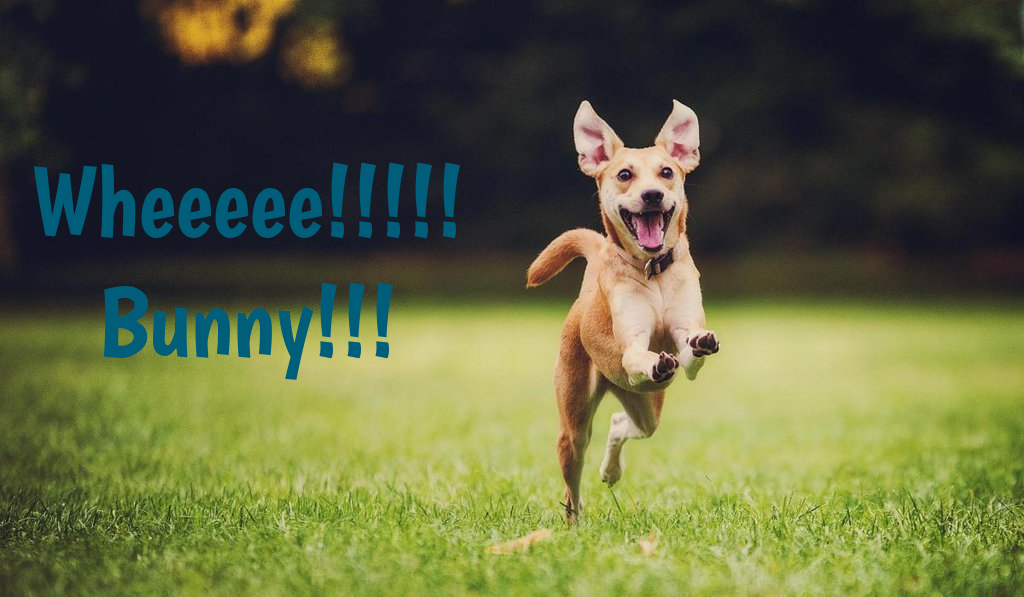 Wheee!!! Bunny!!! Meme by Horsefinity on DeviantArt