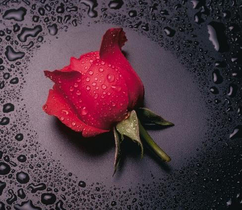 A Rose Without It's Stem by Naru-Hina on DeviantArt
