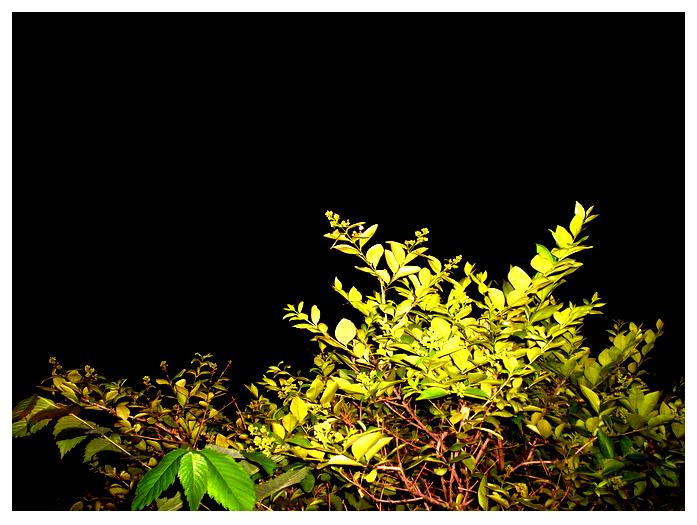 Bush in front of my house by purplesquishy on DeviantArt