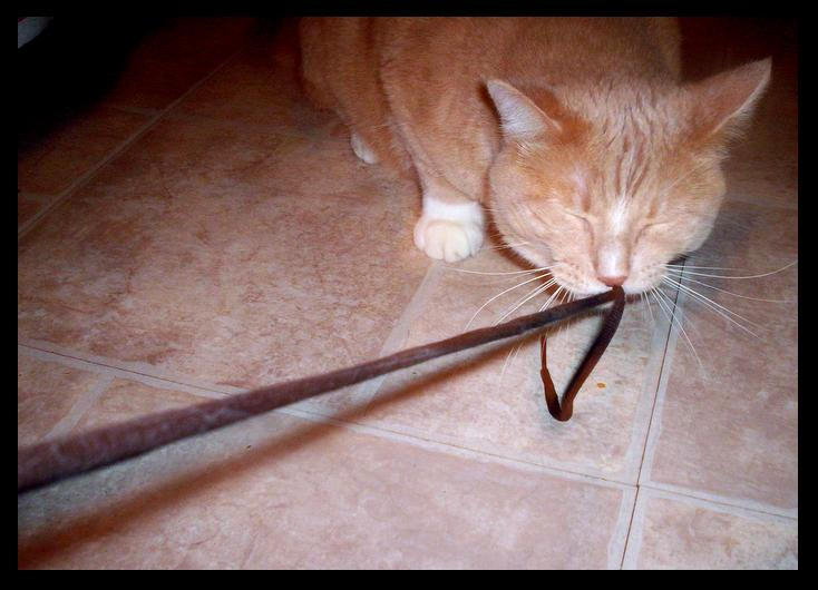 Fearless Hunter by purplesquishy on DeviantArt