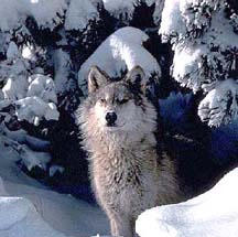 Primordial Wolf by ScytheLust on DeviantArt