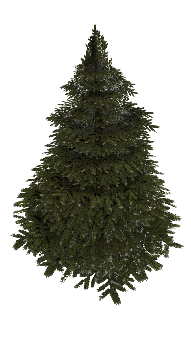 Spruce DL by ketokeas on DeviantArt