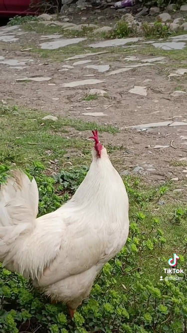 borb by Argentavis-Peel on DeviantArt