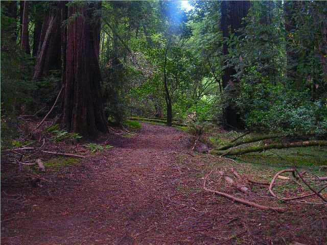 For Tawn Tawn by E-Girl007 on DeviantArt