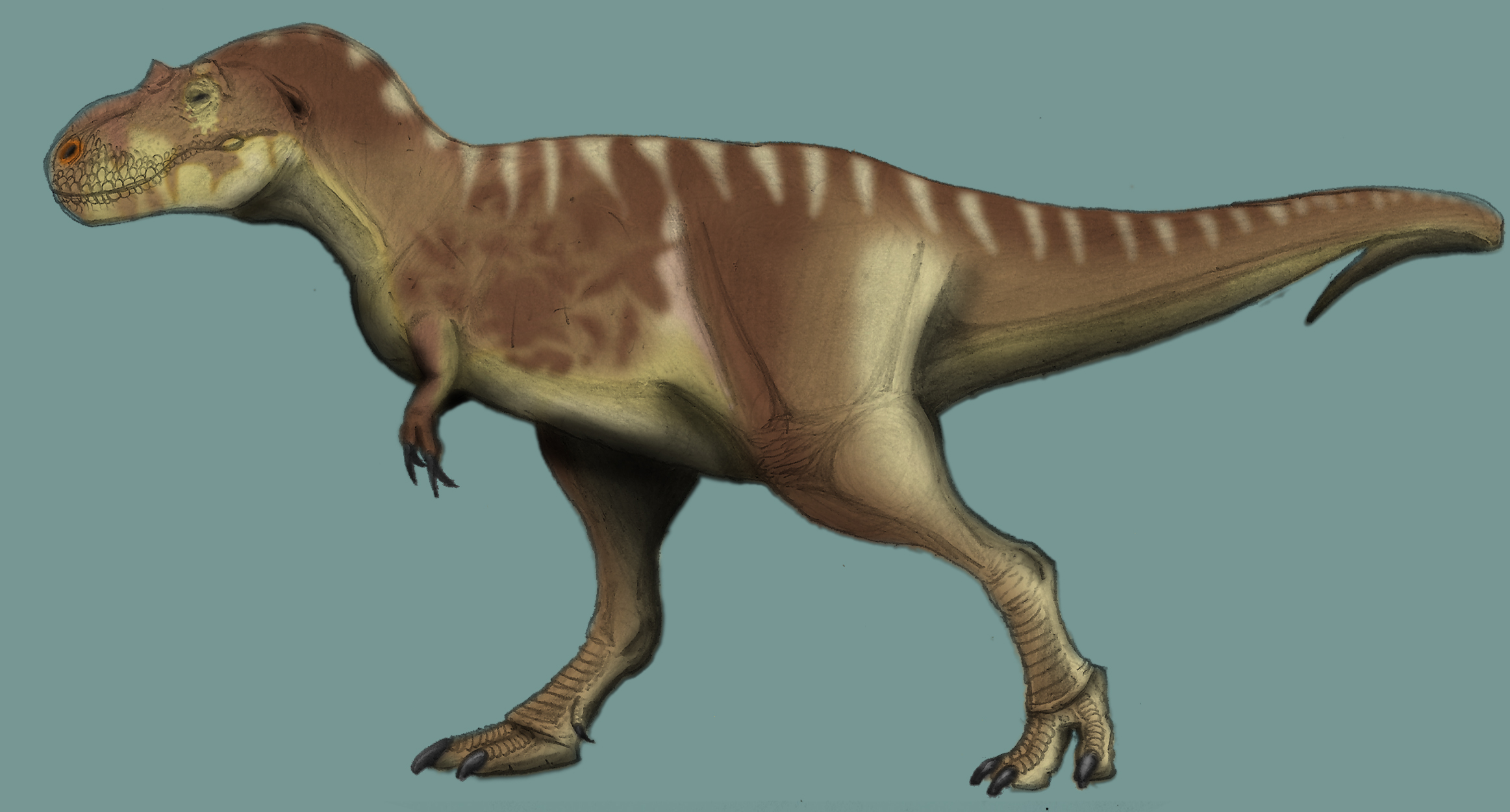 Albertosaurus by kingrexy on DeviantArt