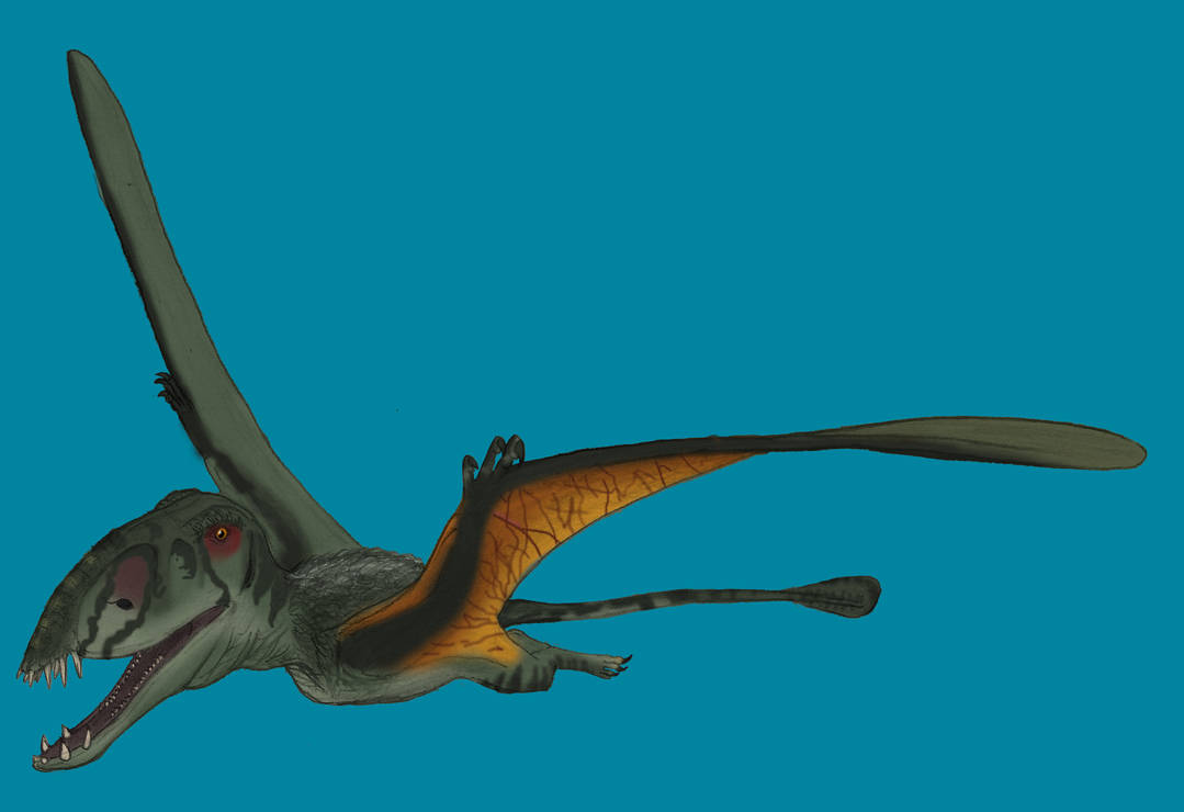 Dimorphodon by kingrexy on DeviantArt