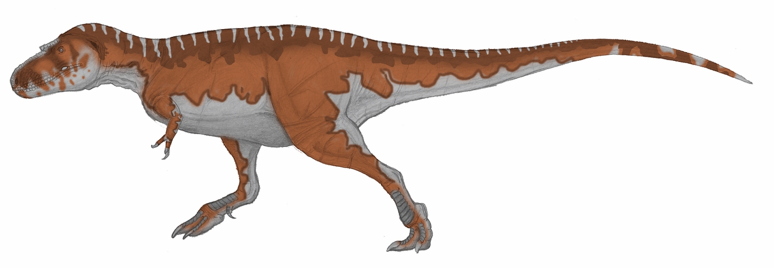 Daspletosaurus sp by kingrexy on DeviantArt
