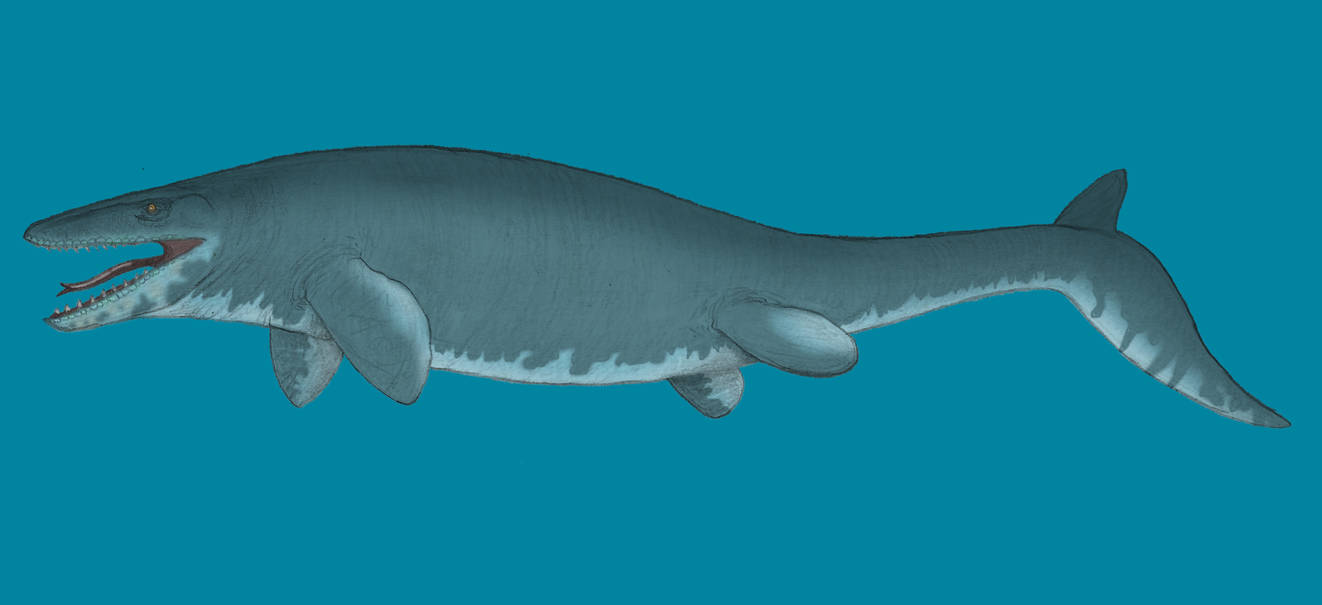 Mosasaurus hoffmanni by kingrexy on DeviantArt