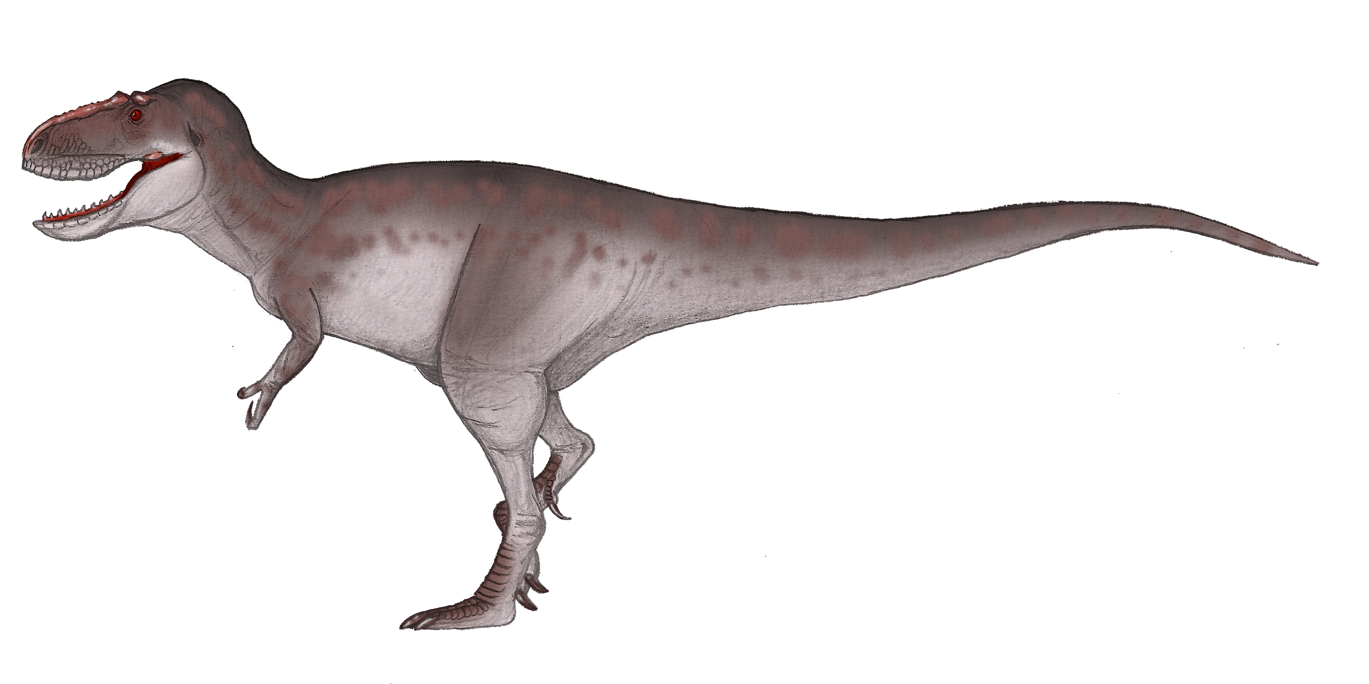 Daspletosaurus horneri by kingrexy on DeviantArt