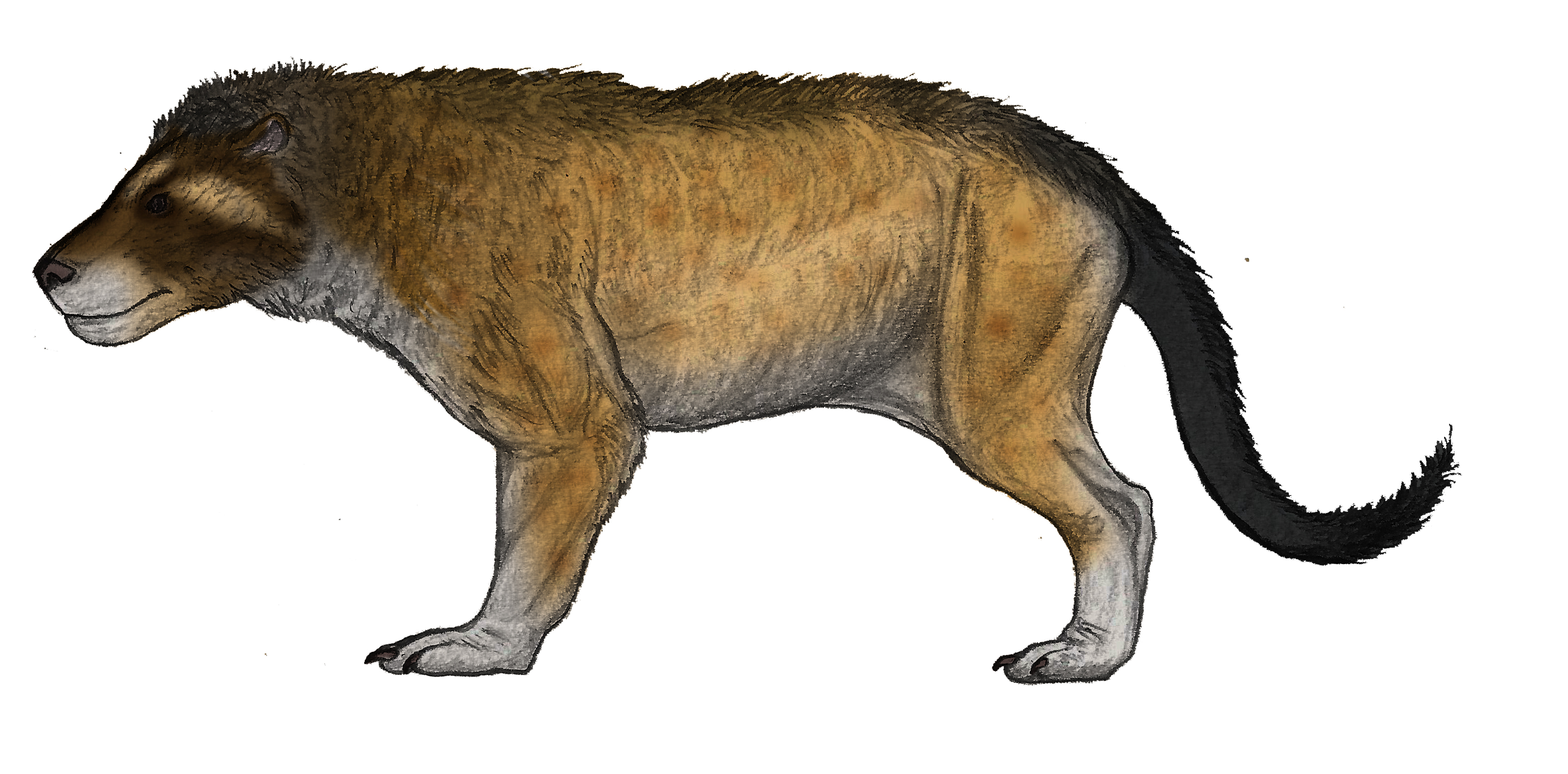 Megistotherium by kingrexy on DeviantArt