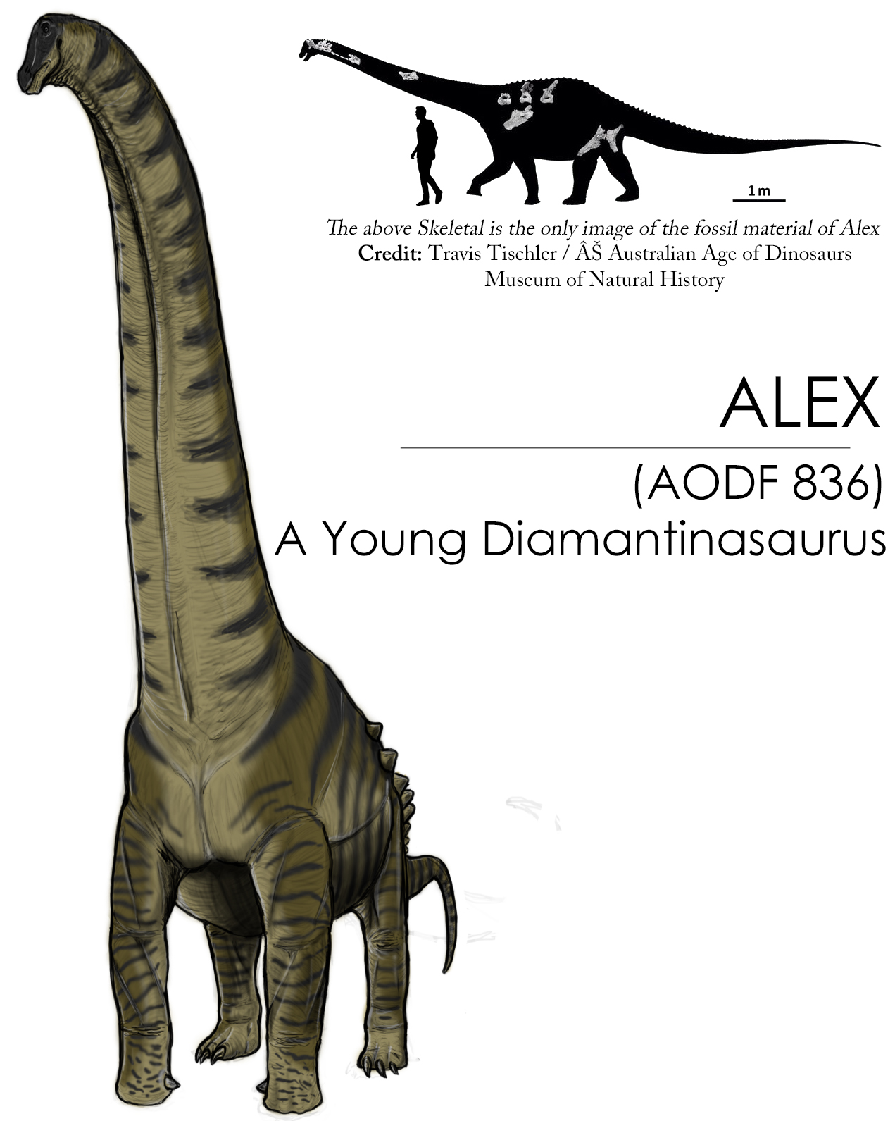 Alex the Diamantinasaurus by kingrexy on DeviantArt