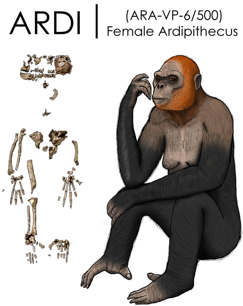 Ardi the Ardipithecus by kingrexy on DeviantArt
