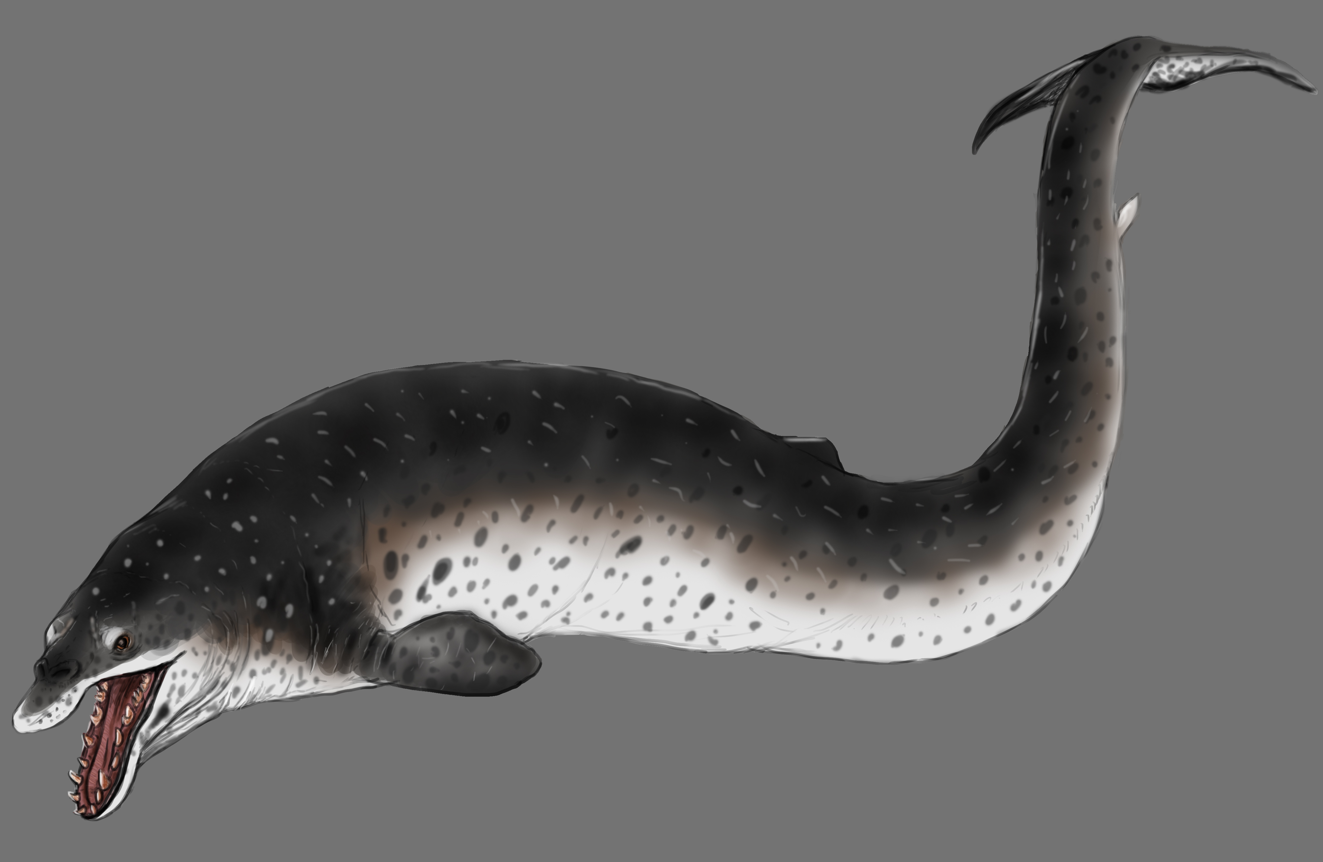Commission 11 - Leopard Seal inspired Basilosaurus by kingrexy on ...