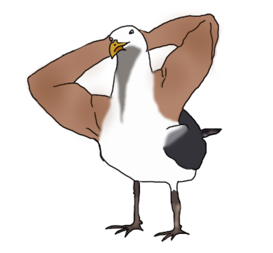 Buff seagull by Nickkyys on DeviantArt