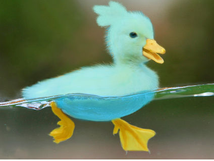 Ducklett real duck blue by fennekinlovers on DeviantArt