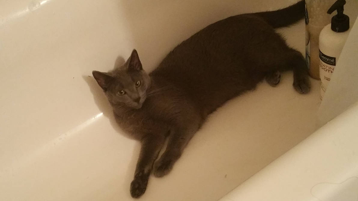 Boaz the Russian Blue (Sonic FC Profile) by RoseOfTheNight4444 on ...