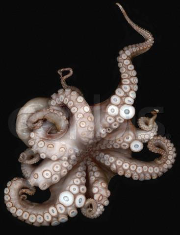 Reference Photo for Octopus by HappyDrizzt on DeviantArt