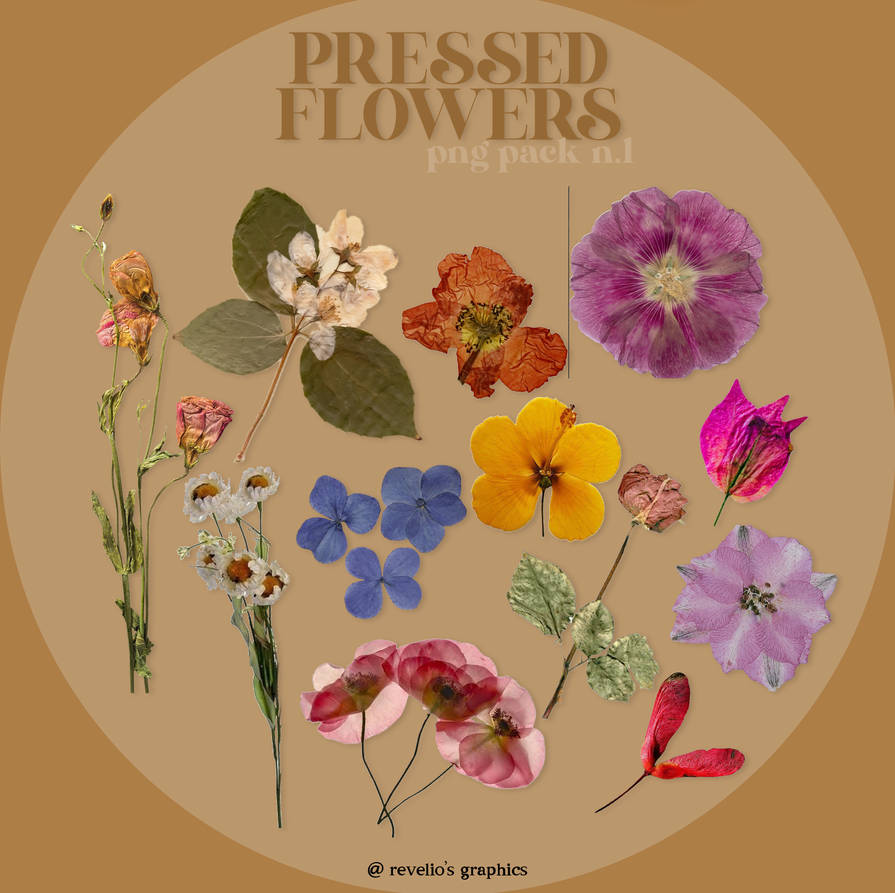pressed flowers PNG pack - Revelio's by frammentigrafici on DeviantArt