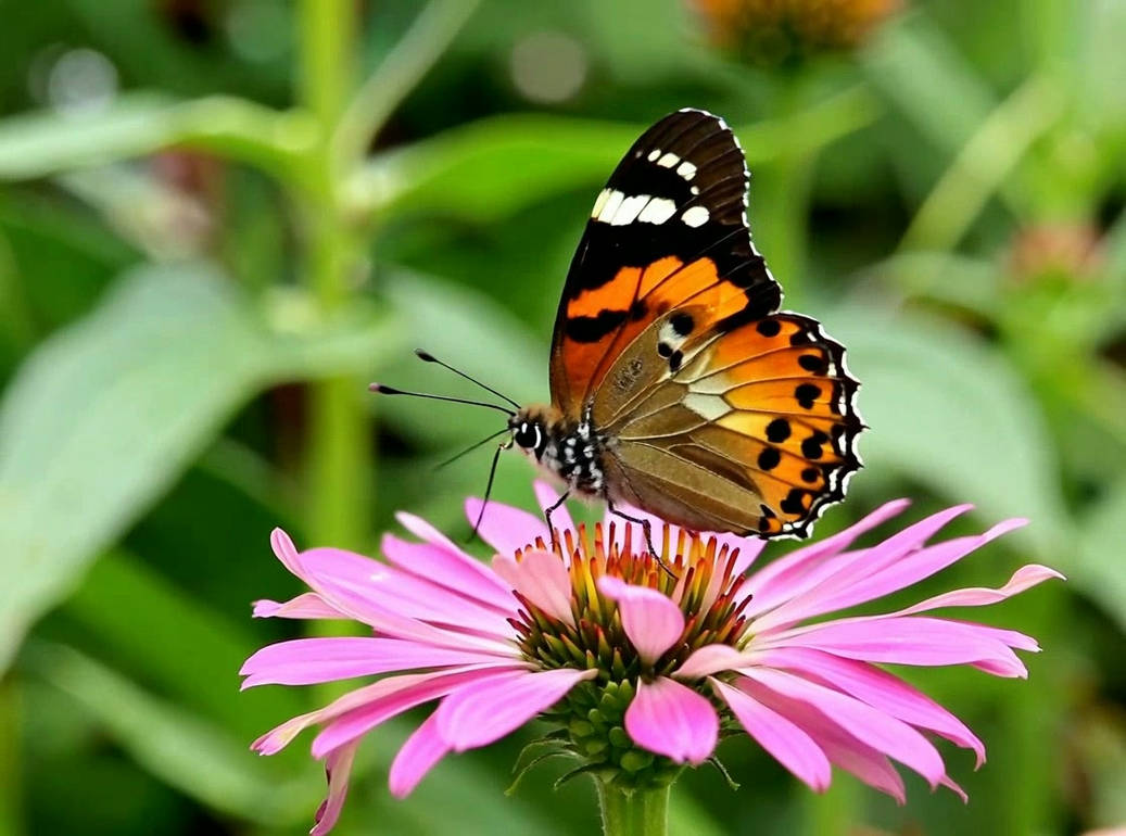 Butterfly On Flower by TheodoraAI on DeviantArt