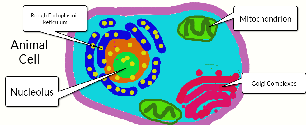 Animal Cell by OROZCOPERLA29 on DeviantArt