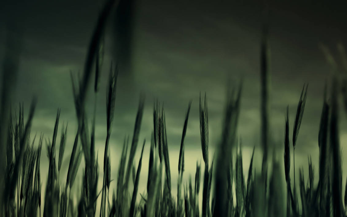 Dark Field by niklasK on DeviantArt